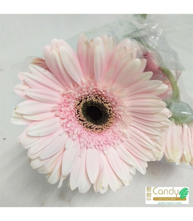 FreshCut Gerbera