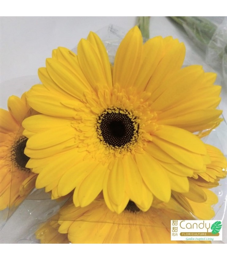 FreshCut Gerbera