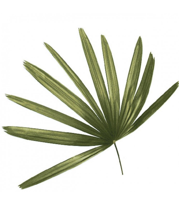 FreshCut Rhapis Palm Leaf