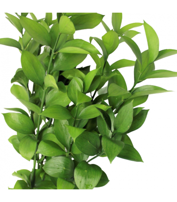 FreshCut Ruscus Leaf