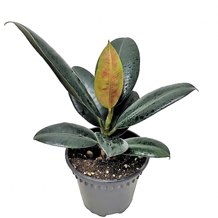 Ficus Elastica Decora