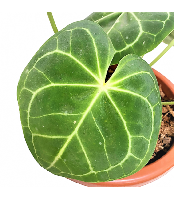 Anthurium Clarinervium