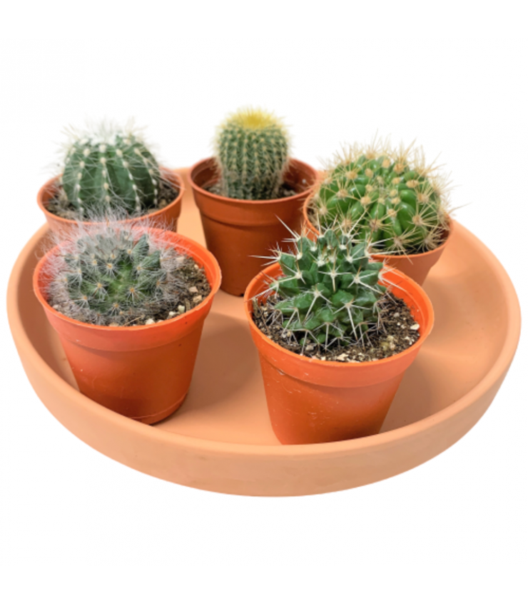 Garden Assorted Mini-Size Cactus