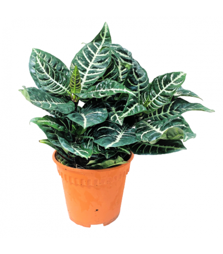 Zebra Plant (Aphelandra Squarrosa)