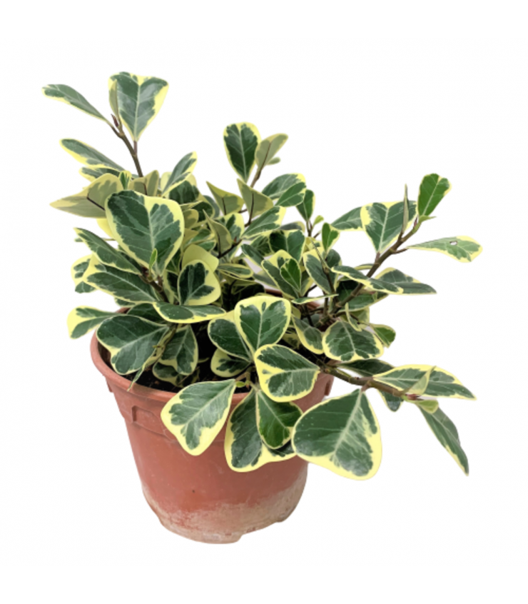 Ficus Triangularis Variegata