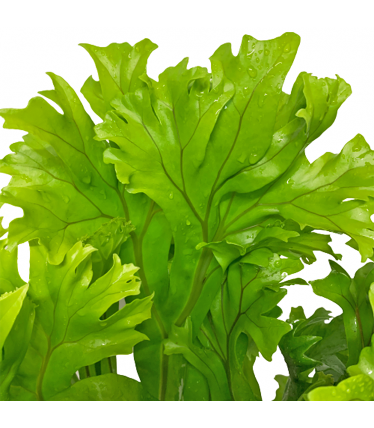 Fishtail Fern (Microsorum Punctatum)