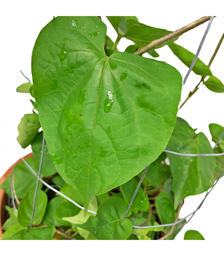 Telosma Cordata 夜来香 (Chinese Violet)