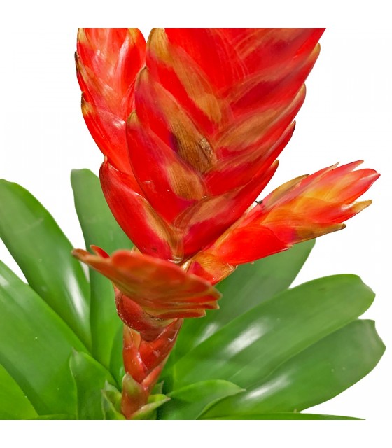 CNY Vriesea Splendens