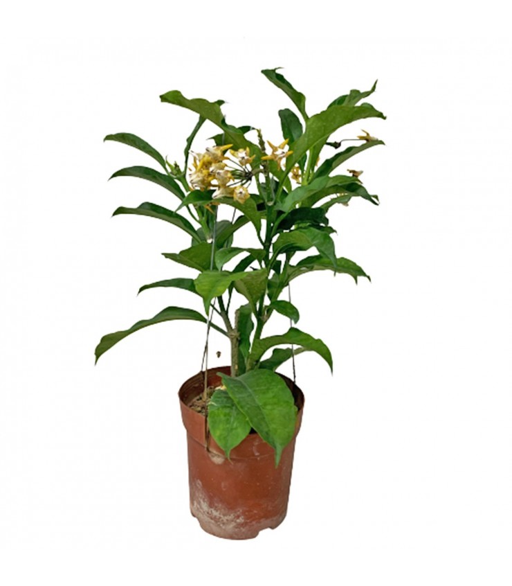 Hoya Shooting Star (Hoya Multiflora Blume)