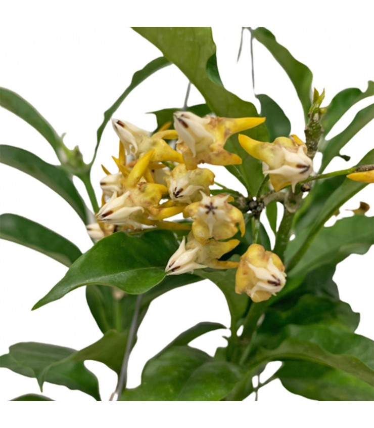 Hoya Shooting Star (Hoya Multiflora Blume)