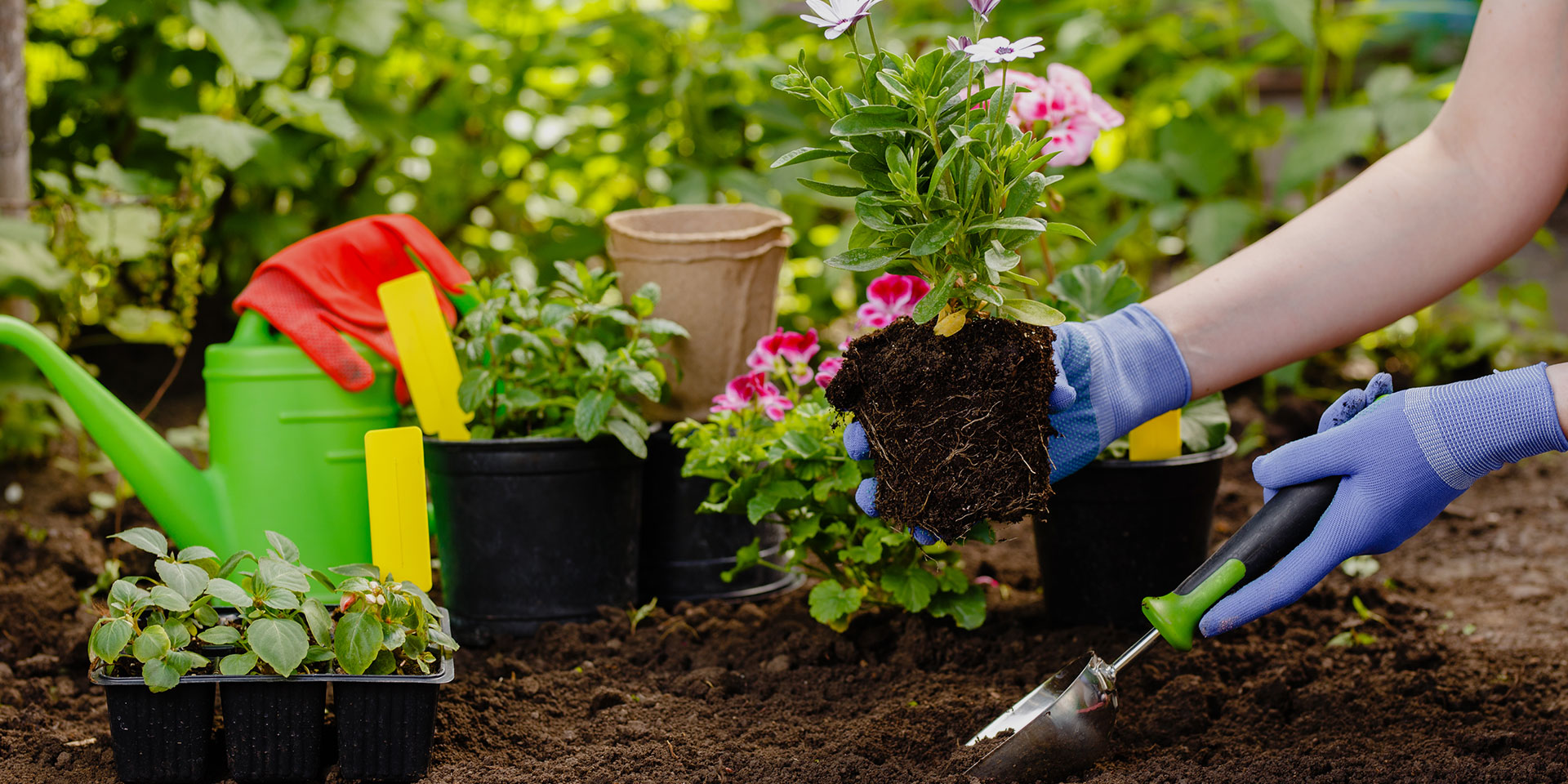 Candy Floriculture | Singapore's Floral and Landscape Specialist